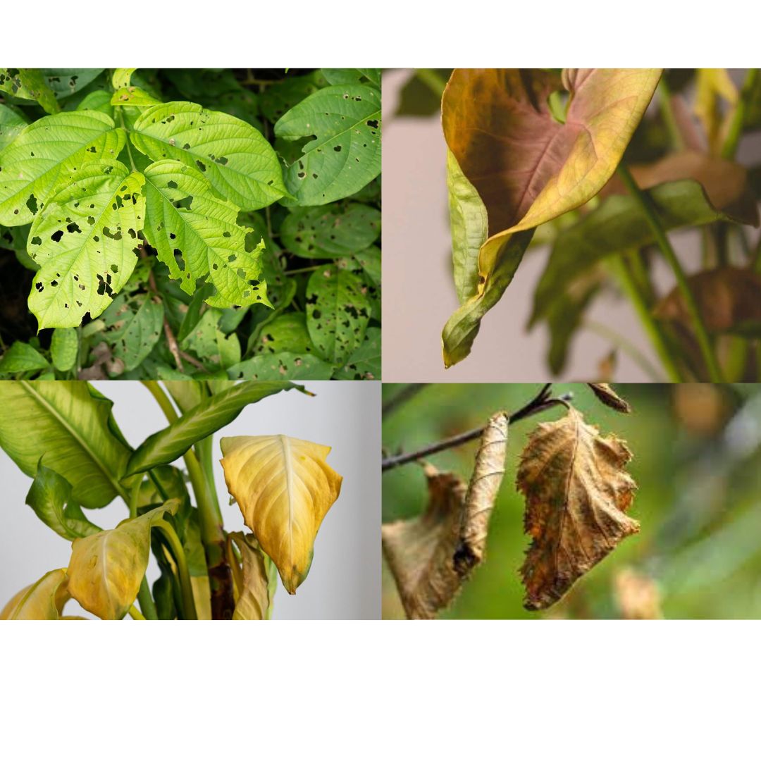 Learn to Identify Garden Pests and Deworm Your Garden — Baba E Shop