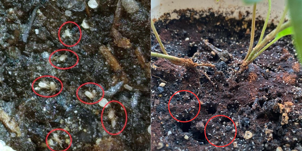 miniscule white bugs